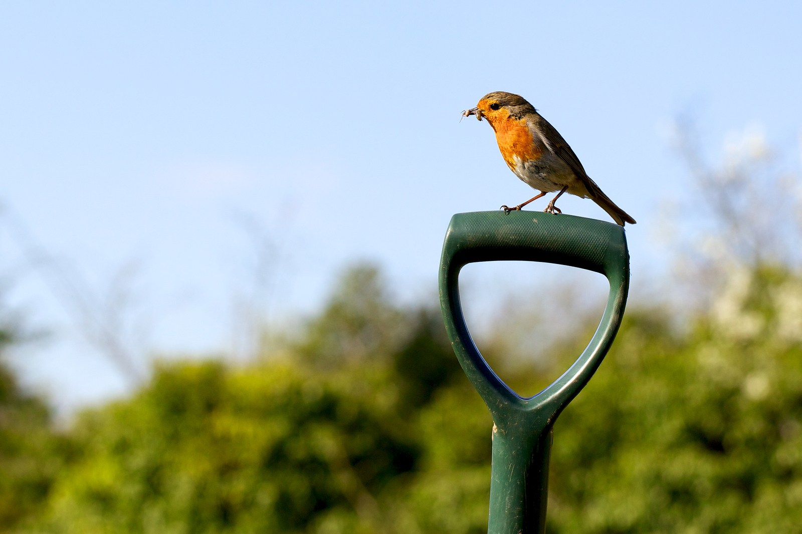 Robin on spade handle | Seven Kings Apiary